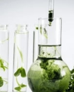 Chlorophyll-α Test Service for Algae - Algae