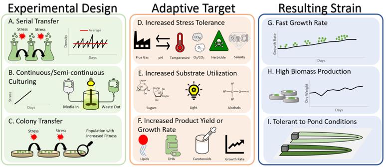 Adaptive Laboratory Evolution Service for Algae - Algae Adaptive Laboratory Evolution Service for Algae - Algae