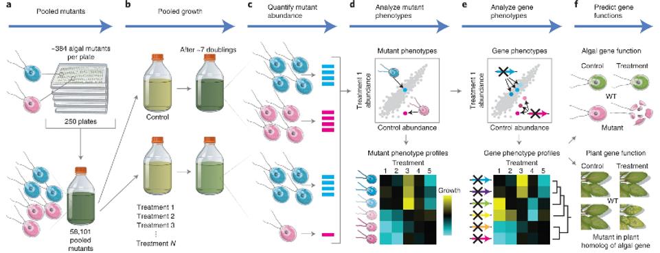 Reverse Genetic Screening Service for Algae - Algae