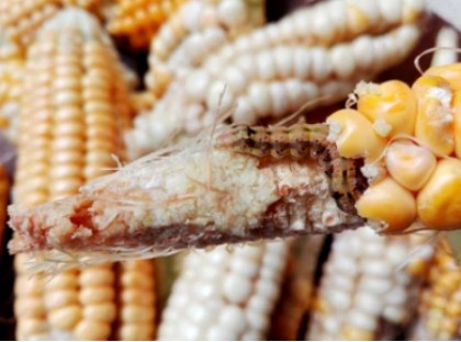 Development of Viral Insecticides - Lifeasible