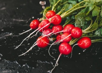 Raphanus Sativus L. Transformation - Lifeasible