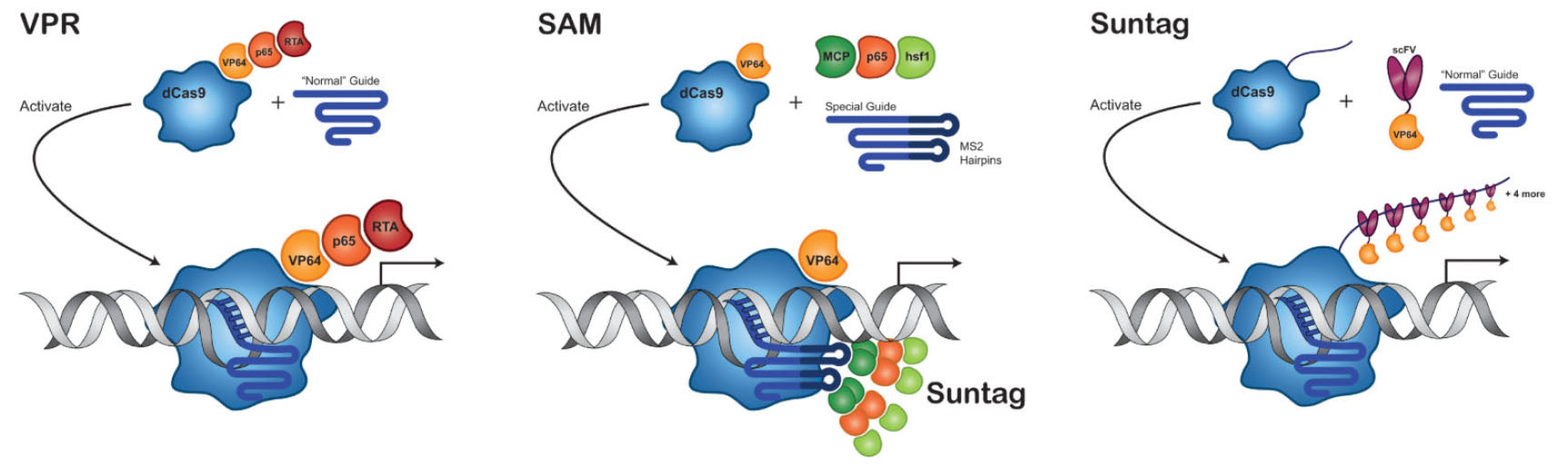 CRISPR Activation (CRISPRa) Service - Lifeasible