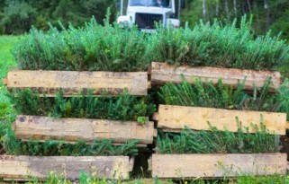 Plant Breeding - Lifeasible