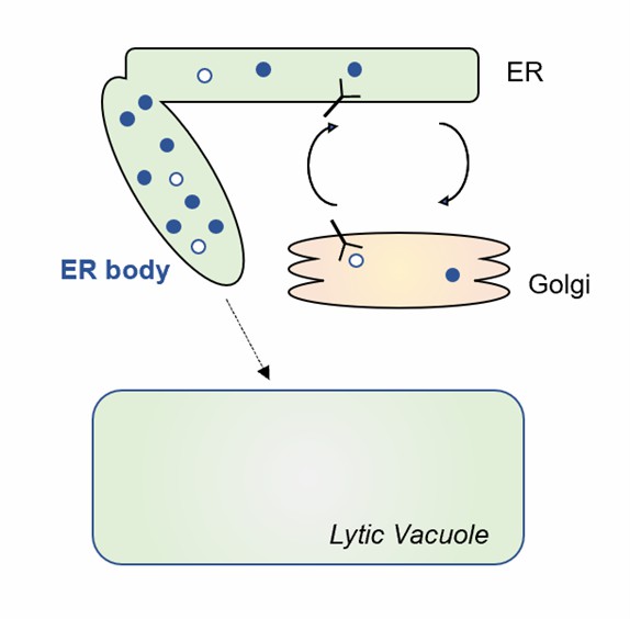 Functional Analysis of the ER Body - Lifeasible