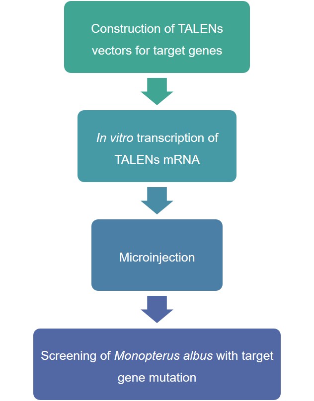 Monopterus Albus Gene Editing - Lifeasible