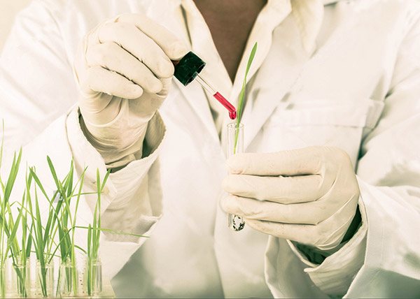 Plant Genetic Engineering - Lifeasible