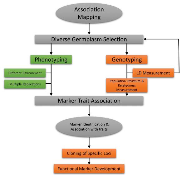 QTL and Association Mapping - Lifeasible