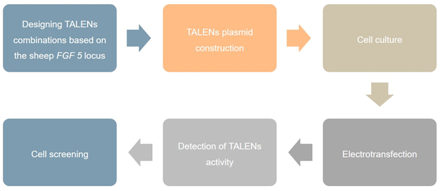 Sheep Gene Editing - Lifeasible