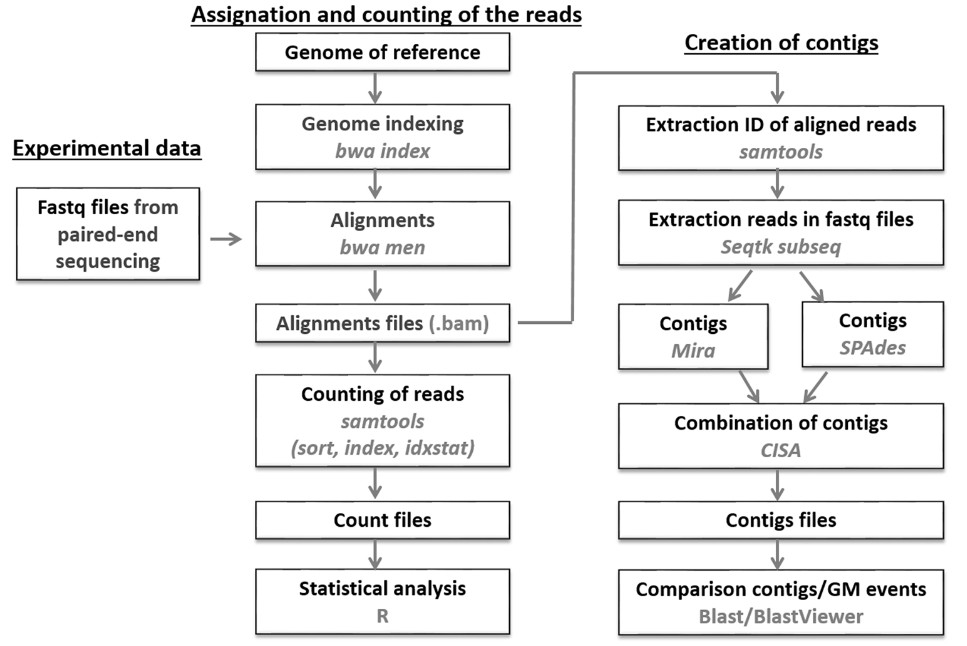 Detection of Transgenic Plant - Lifeasible