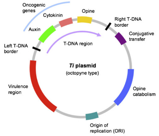 History and Development of Plant Transformation Technology - Lifeasible