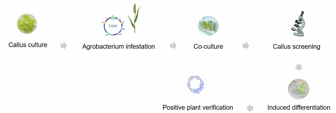 Setaria viridis Transformation - Lifeasible