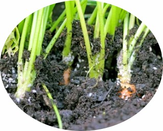 Soil-Borne Disease Control Services - Lifeasible