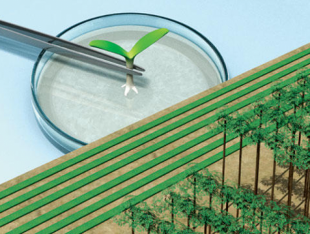 From Farm to Forest: The Road Ahead of the Genetically Modified Tree ...