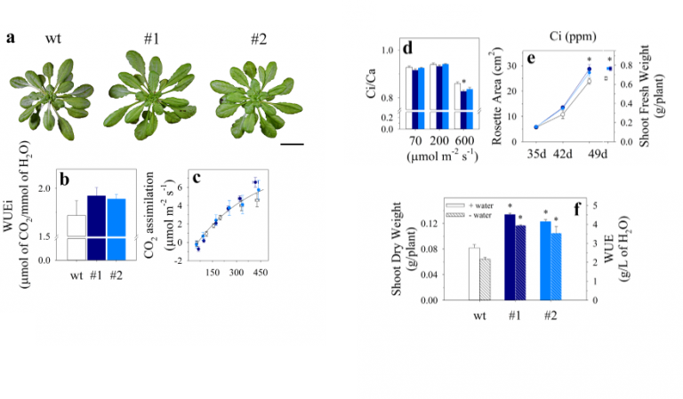 New Channel Enhances Plant Carbon and Water Use Efficiency - Lifeasible