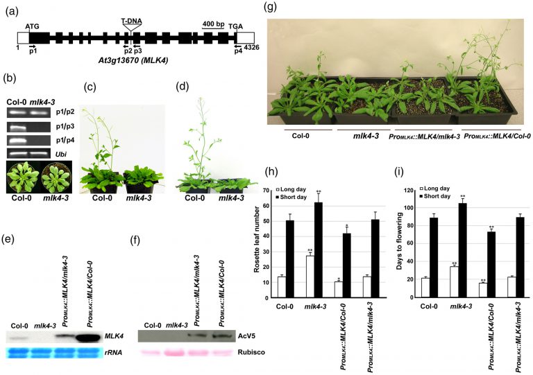 The Molecular Mechanism of Regulating Plant Flowering by Protein ...