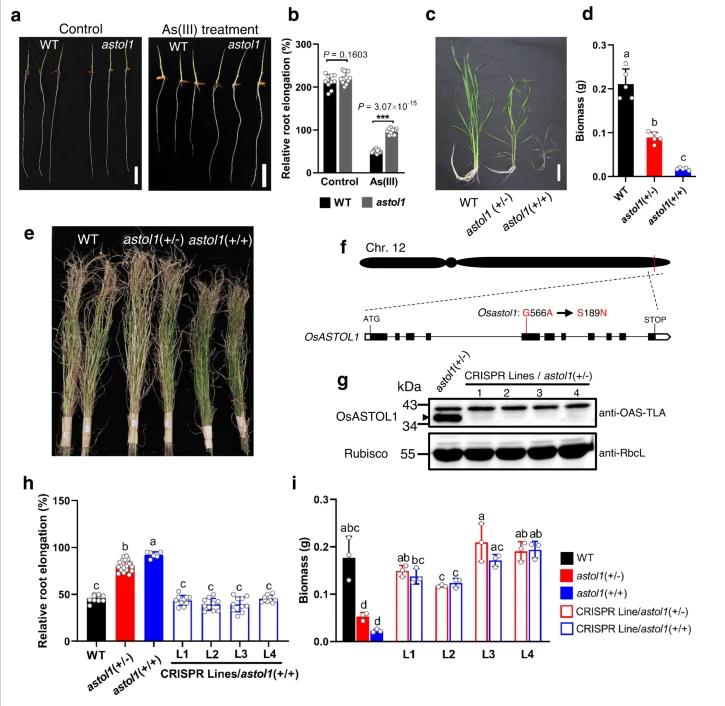 Discovery of Arsenic Resistant Rice Varieties by Chinese and German ...