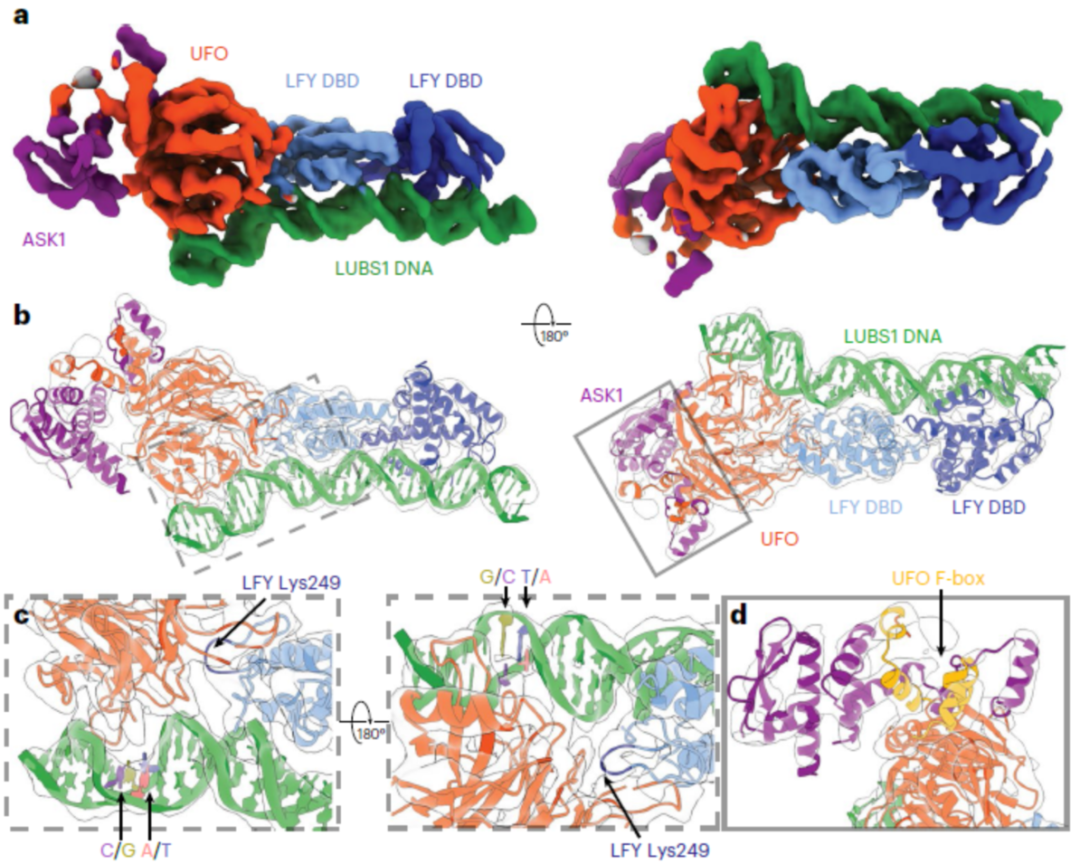 Molecular Mechanism of LFY and UFO Synergistically Regulating Flower ...