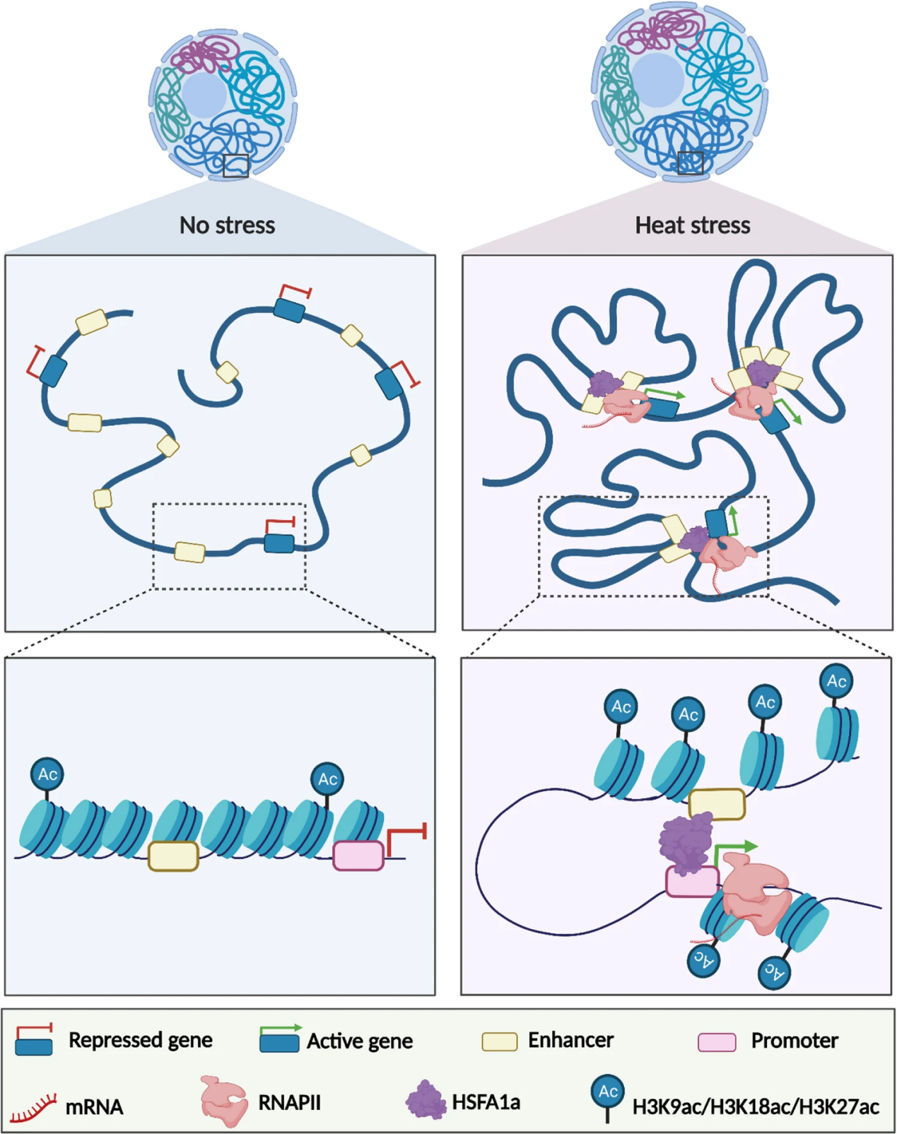 Transcription Factors Mediate Enhancer Promoter Interactions And Alter