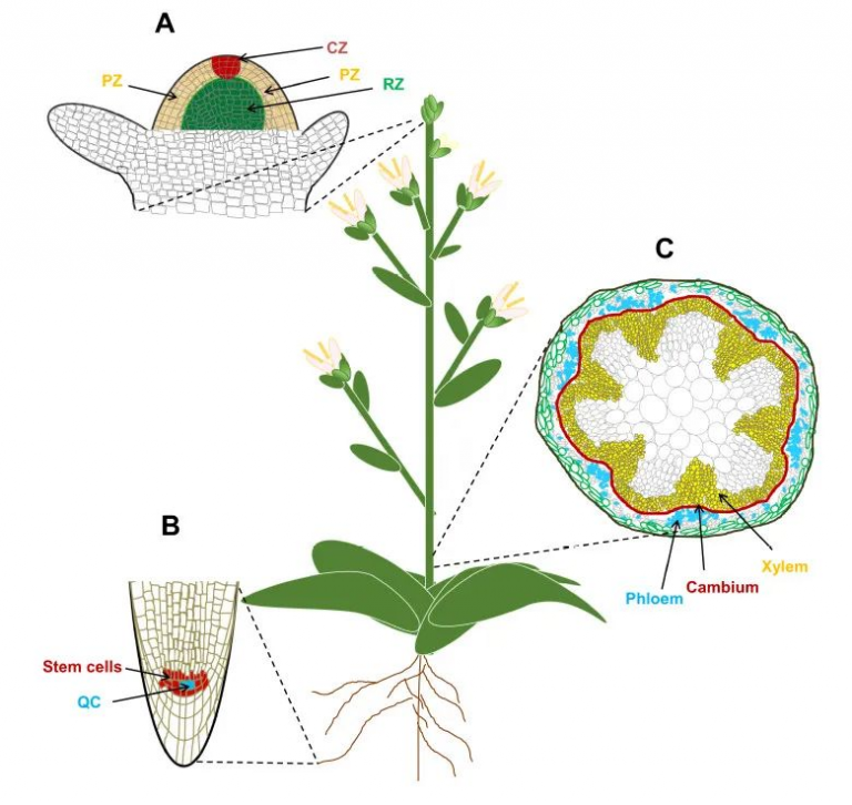Molecular Mechanisms of Stem Cell Regulation of Longevity Variation in ...