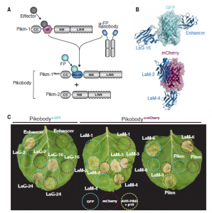 Creating A New Plant Immune System: Pikobody - Lifeasible
