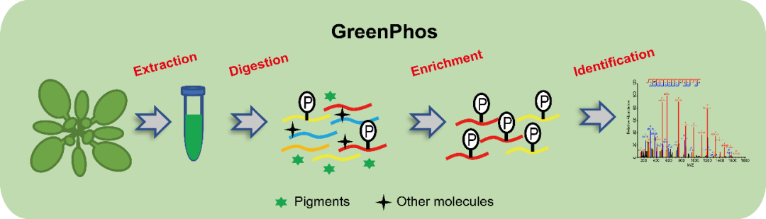 GreenPhos: New technology for Plant Phosphoproteomes - Lifeasible