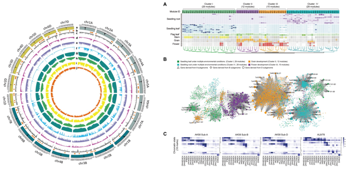 Genomic Basis for Genetic Improvement of Polyploid Crops - Lifeasible