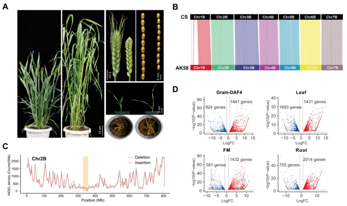 Genomic Basis for Genetic Improvement of Polyploid Crops - Lifeasible