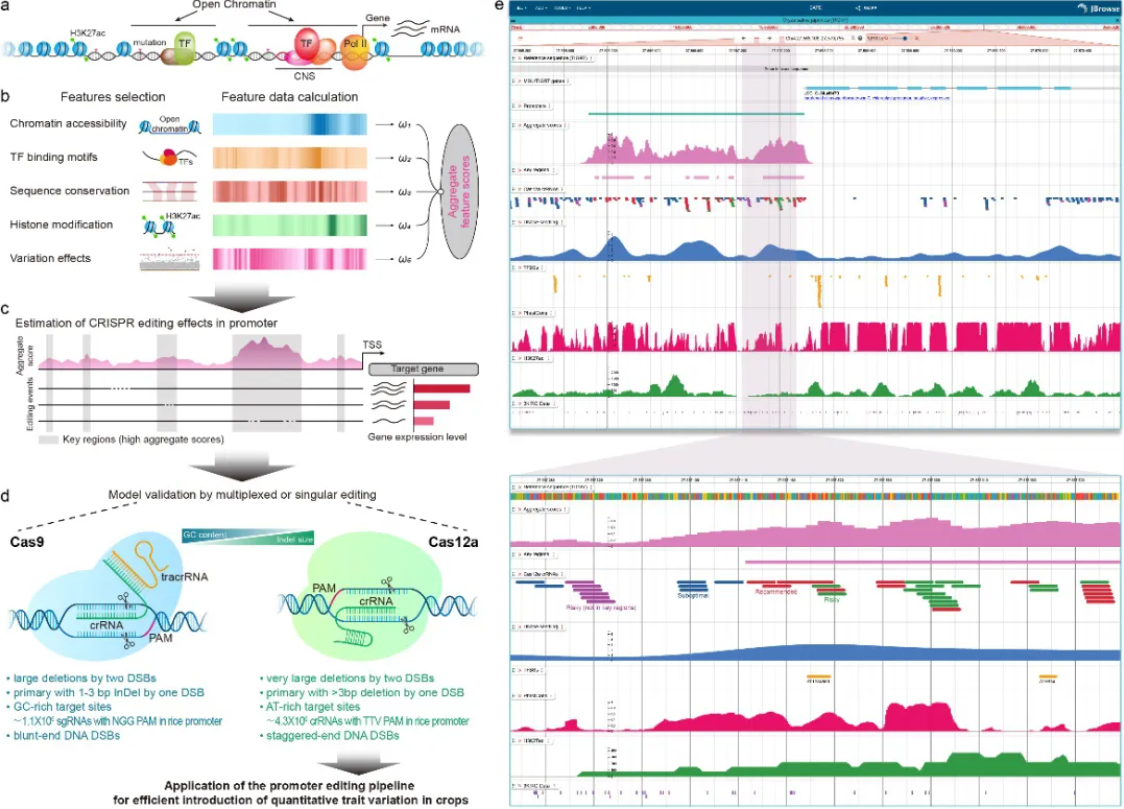 CAPE System: Revolutionizing Plant Breeding with Promoter Editing ...