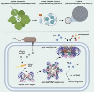 Mechanism of Action of Plant Resistosome NRC4 - Lifeasible